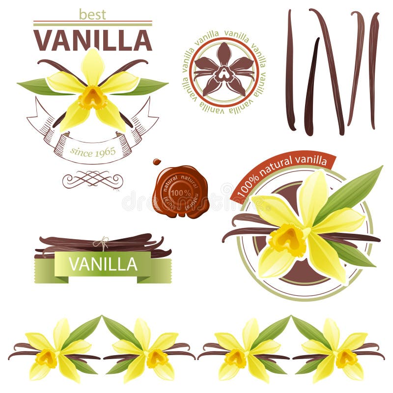 Vanilla Flower and Vanilla Pods Stock Vector - Illustration of aromatic ...