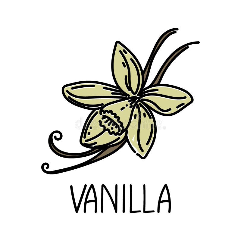 Vanilla, Drawn Element in Doodle Style. Logo and Emblem Packaging ...