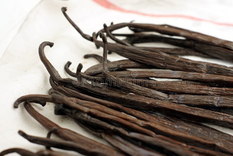 Vanilla drying stock image. Image of ingredient, dessert - 11979027