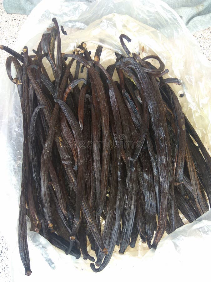 Vanilla drying stock image. Image of ingredient, dessert - 11979027
