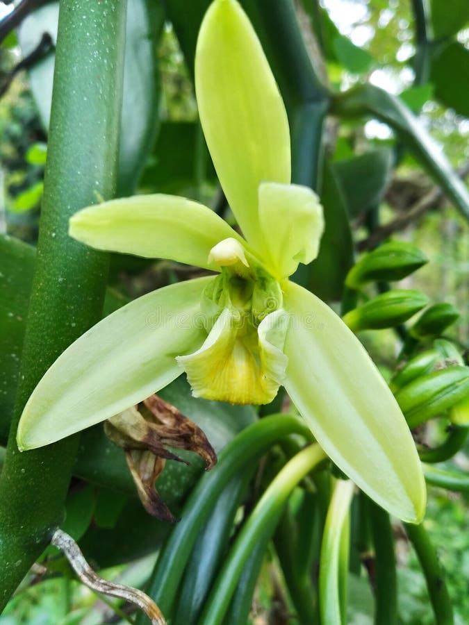 Vanilla Flower and Fruit Production Process Stock Photo - Image of ...
