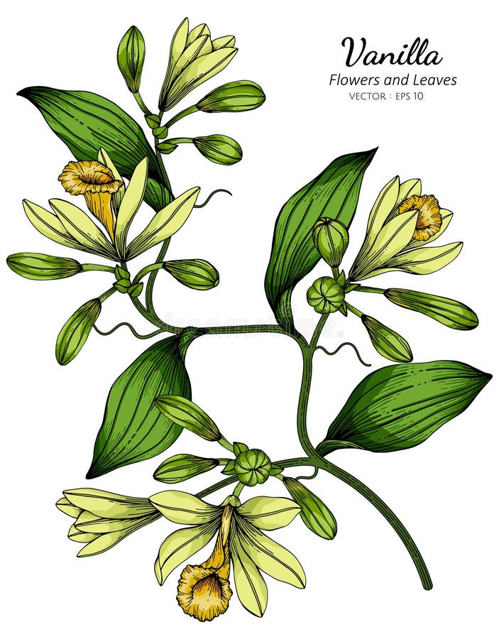 Vanilla Flower Frame Stock Illustrations – 376 Vanilla Flower Frame ...