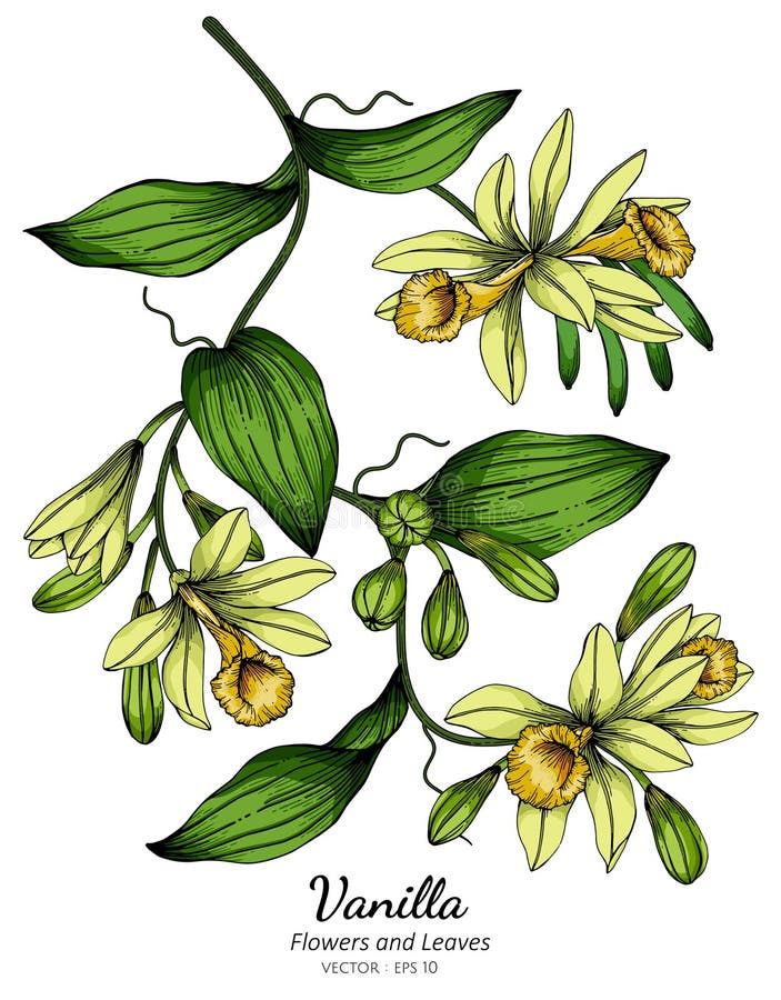 Vanilla Flower Frame Stock Illustrations – 376 Vanilla Flower Frame ...