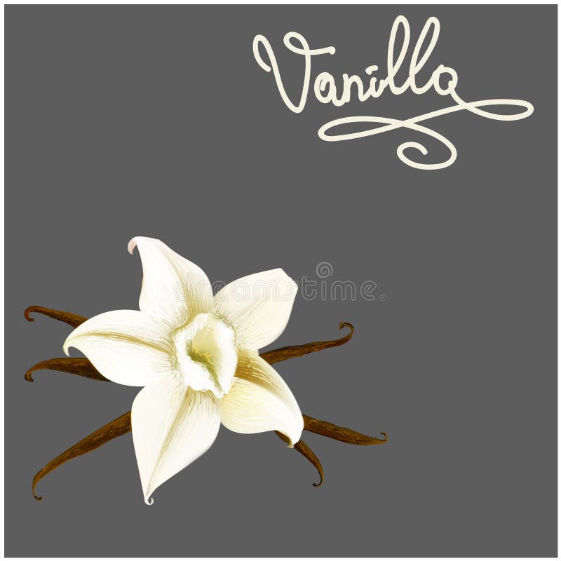 Vanilla Flower Lettering Illustration Vector Stock Vector ...
