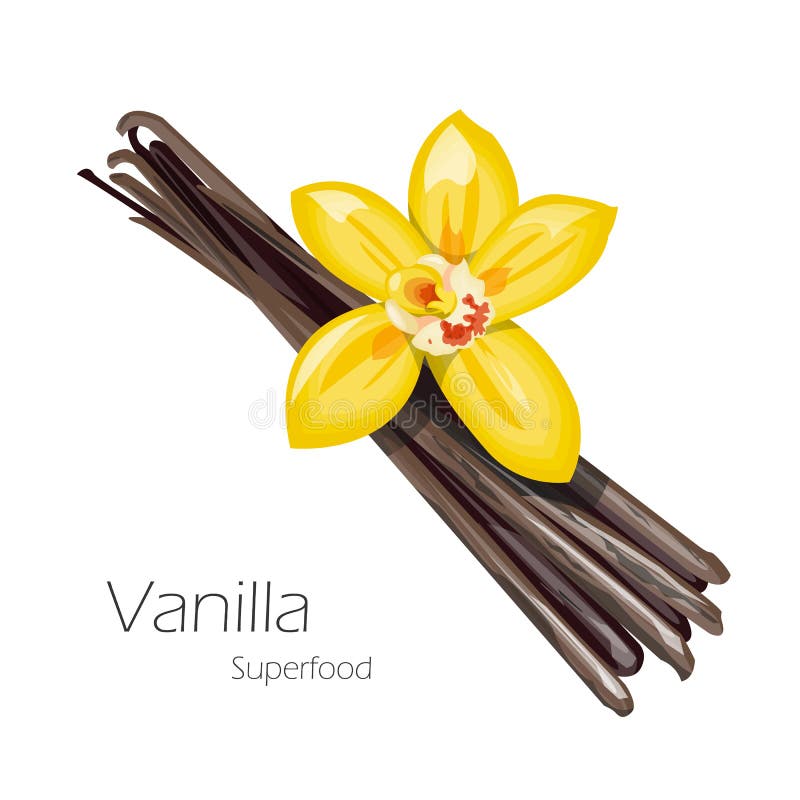 Vanilla pods and flower stock vector. Illustration of asian - 41584037