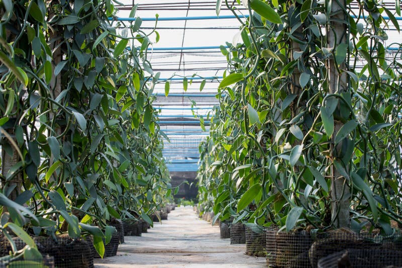 717 Vanilla Farm Stock Photos - Free & Royalty-Free Stock Photos from ...