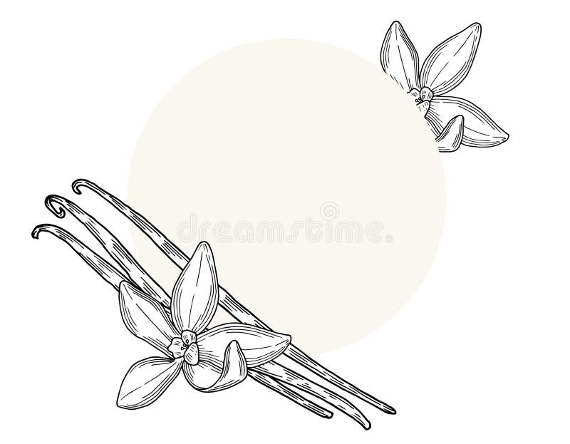 Vanilla Flower Frame Stock Illustrations – 521 Vanilla Flower Frame ...