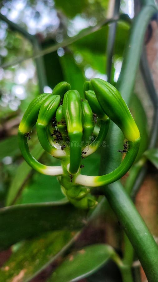 Vanilla Flowers Still Bud on the Tree Stock Photo - Image of herb ...