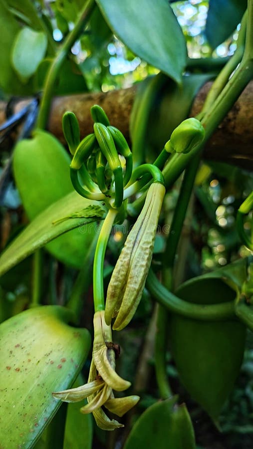Vanilla Fruit Flowers that are Still on the Tree are Often Called Green ...