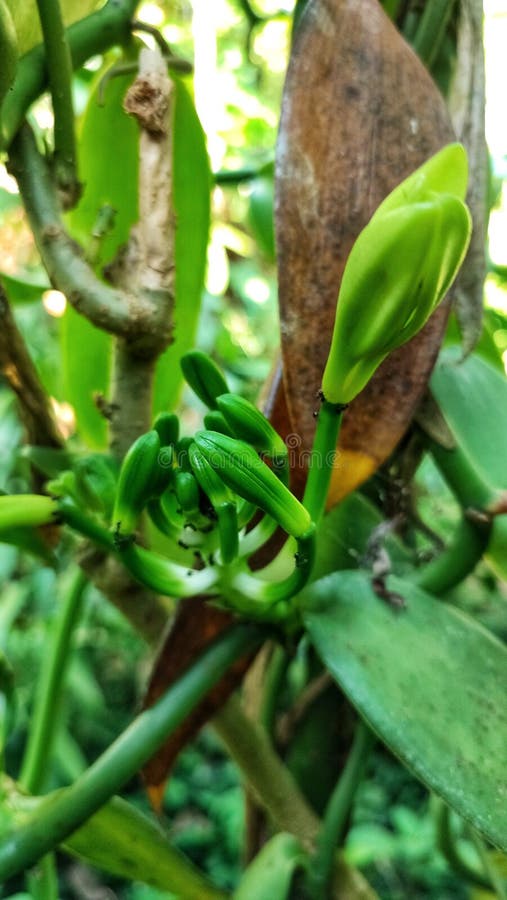Vanilla Fruit that is Still on the Tree Which is Often Called Green ...