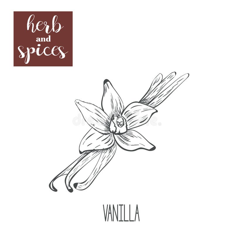 Vanilla Hand Drawing. Herbs and Spices Stock Vector - Illustration of ...