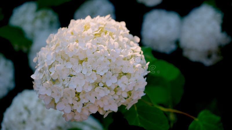 Vanilla ice cream stock image. Image of color, garden - 63415857