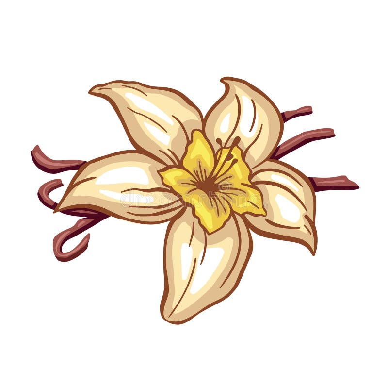 Vanilla Image Drawing Color Vector Hand Made Stock Vector ...