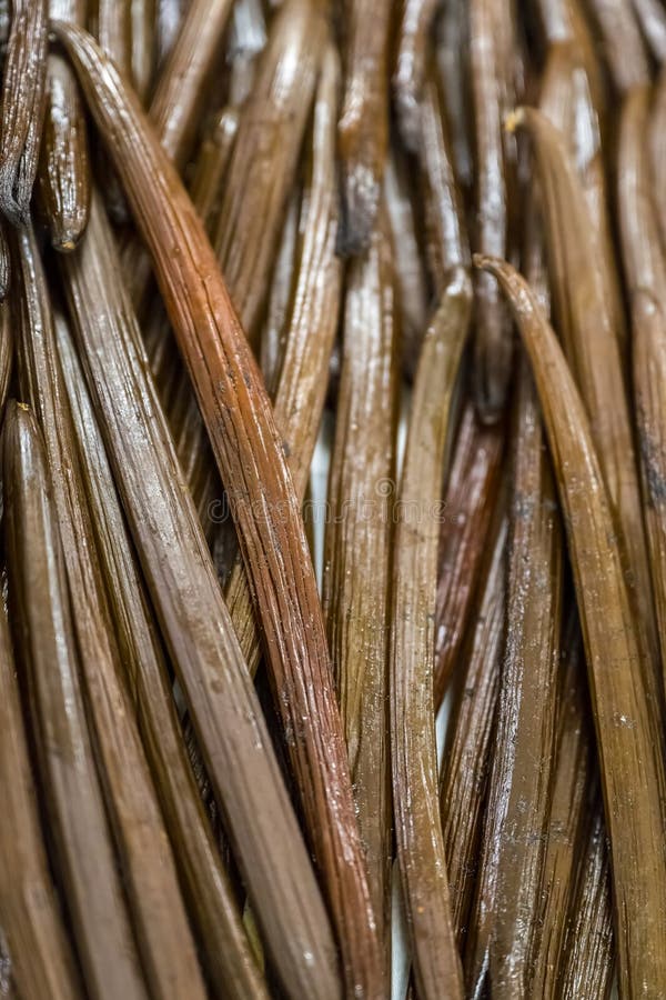 Vanilla in the Indian Ocean, Pods Drying Stock Image - Image of harvest ...
