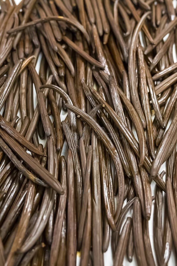 Vanilla in the Indian Ocean, Pods Drying Stock Image - Image of cooking ...