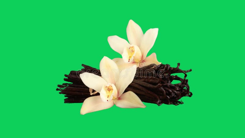 Vanilla Ingredients, Green Screen Background Stock Footage - Video of ...