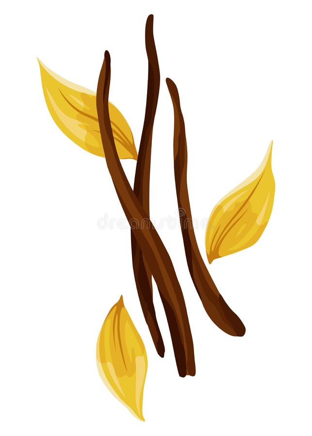 Vanilla Leaf, Pods and Sticks. Realistic Vector Design Isolated Element ...