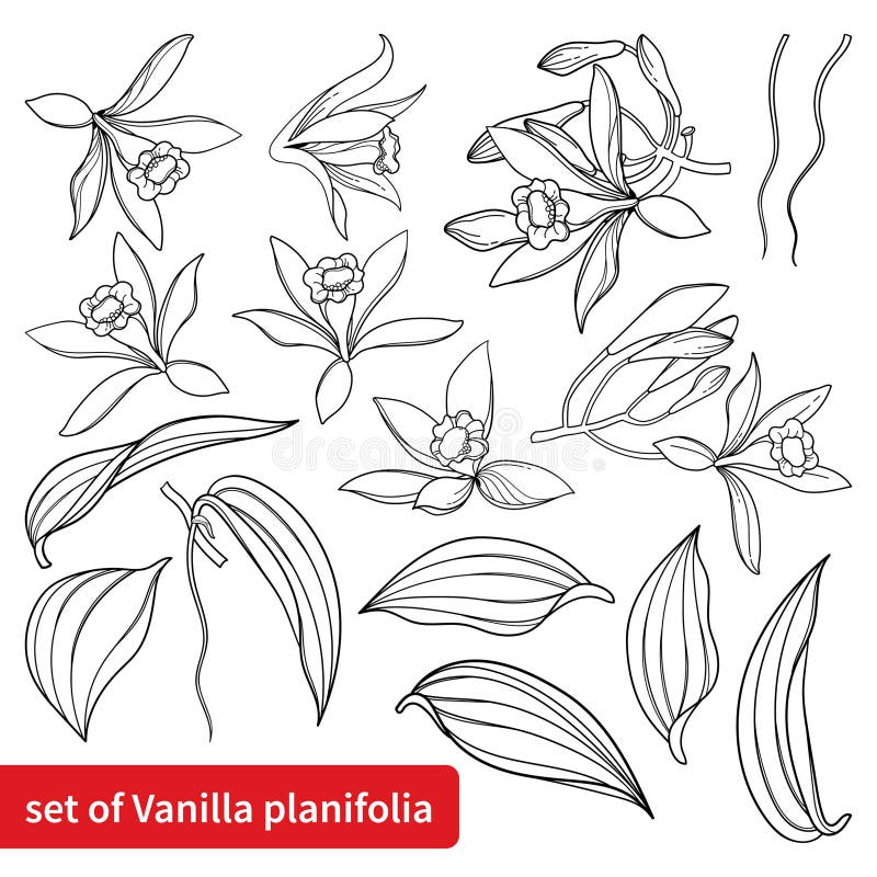 Set of Outline Vanilla Planifolia (vanilla Orchid) Flowers and Leaves ...