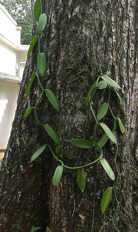 Vanilla Planifolia As Seen in Kerala India Stock Image - Image of ...