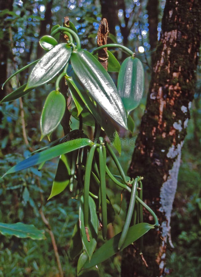 Vanilla plant and fruits stock photo. Image of hull, orchid - 6990502