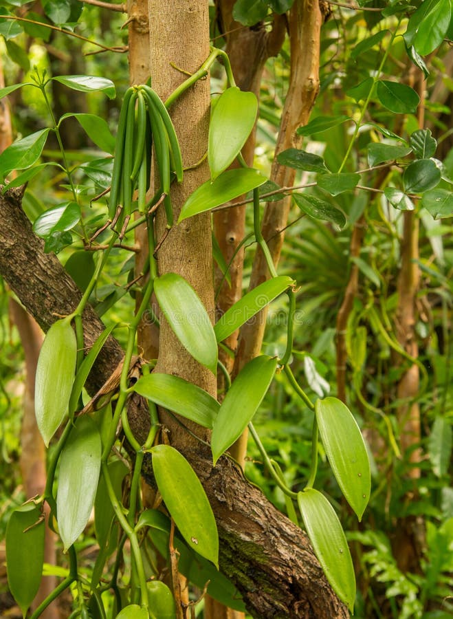 Vanilla stock image. Image of vanilla, growing, plant - 8035749