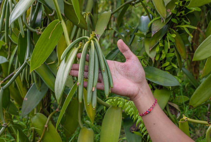 Vanilla Plant and Green Pods in the Plantation Stock Photo - Image of ...