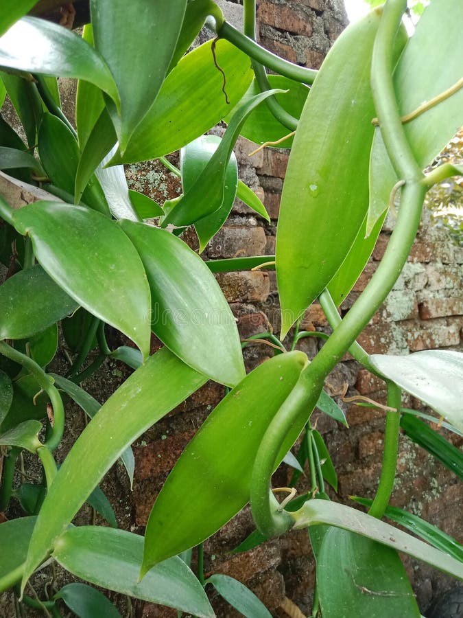 Vanilla plant texture stock image. Image of tree, planifolia - 320051247