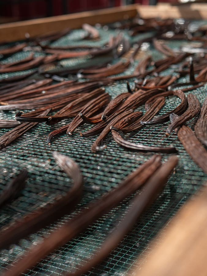 Vanilla Pod Curing Process in the Farm Stock Image - Image of wood ...