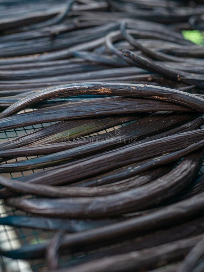 Vanilla Pod Curing Process in the Farm Stock Image - Image of symmetry ...