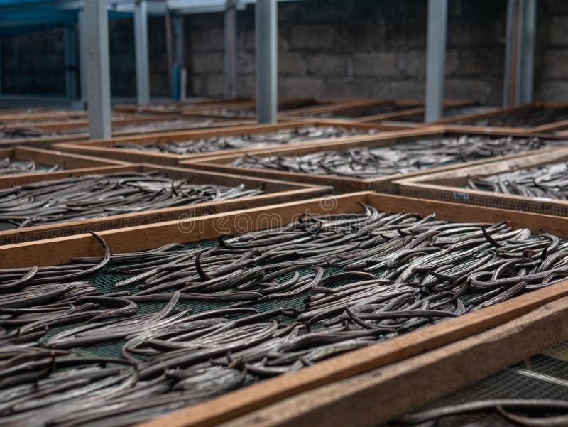 Vanilla Pod Curing Process in the Farm Stock Photo - Image of ...