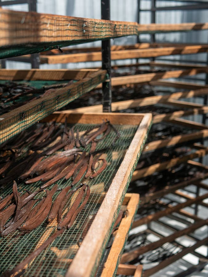 Vanilla Pod Curing Process in the Farm Stock Photo - Image of track ...