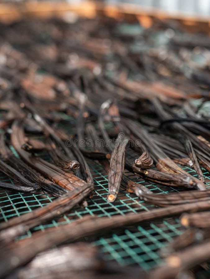 Vanilla Pod Curing Process in the Farm Stock Photo - Image of vanilla ...