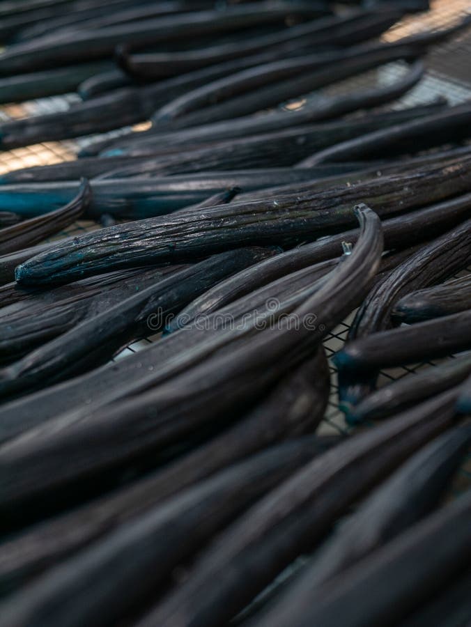 Vanilla Pod Curing Process in the Farm Stock Photo - Image of heat ...