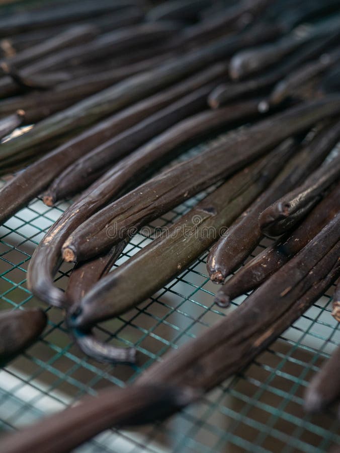 Vanilla Pod Curing Process in the Farm Stock Photo - Image of ...