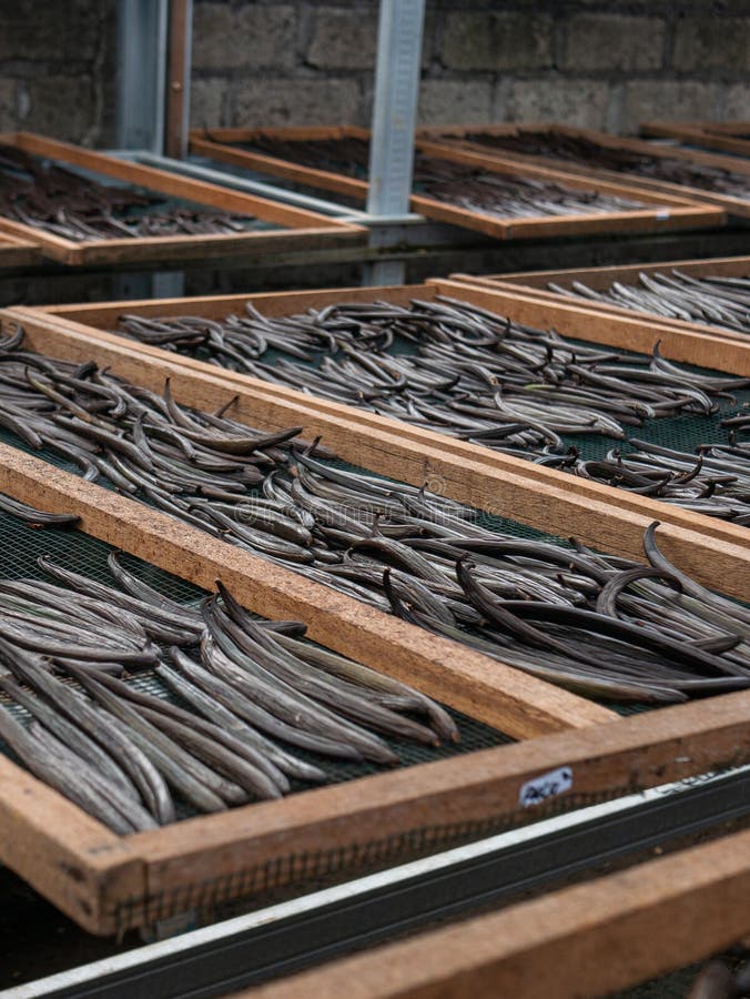 Vanilla Pod Curing Process in the Farm Stock Image - Image of symmetry ...