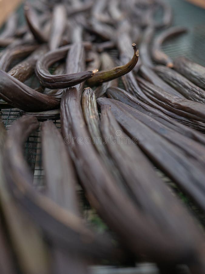 Vanilla Pod Curing Process in the Farm Stock Image - Image of bali ...