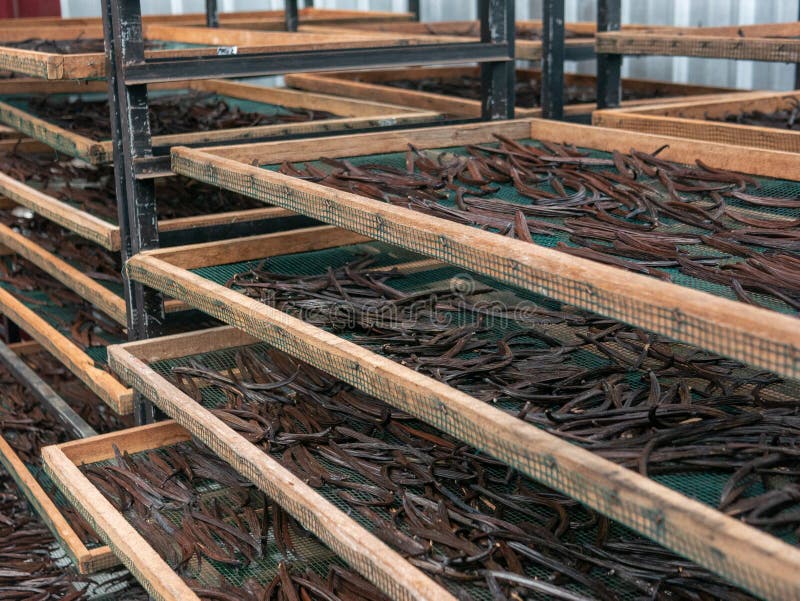 Vanilla Pod Curing Process in the Farm Stock Photo - Image of ...