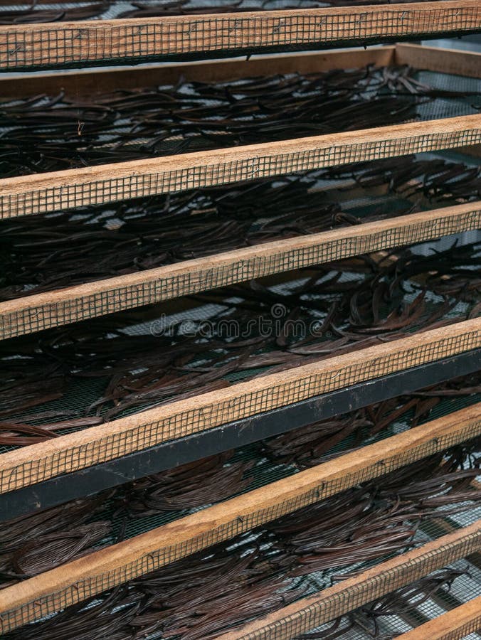 Vanilla Pod Curing Process in the Farm Stock Photo - Image of ...