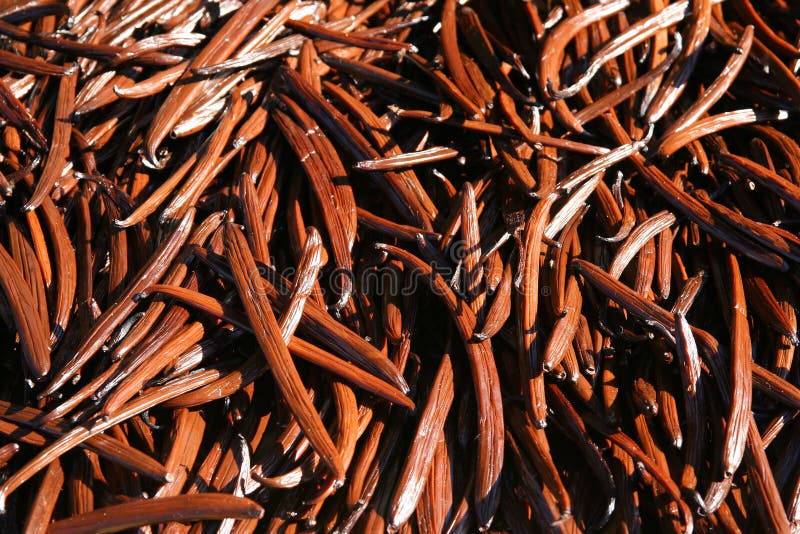 Vanilla pods stock image. Image of plant, scent, nature - 17591463