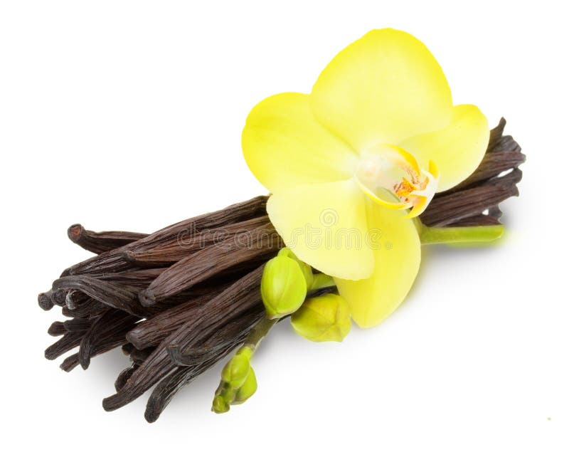 Orchid with vanilla stock photo. Image of flavor, delicious - 13426842