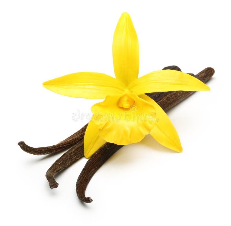 Pink Roses stock photo. Image of floral, beautiful, concept - 12879918