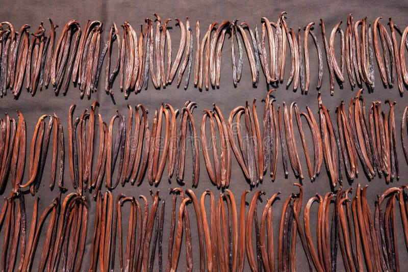 Vanilla Pods To Dry in the Sun on the Shelf. Top View Stock Image ...
