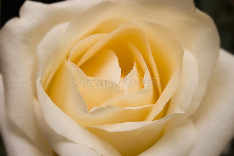 Vanilla Rose stock image. Image of delicate, light, floral - 3340195