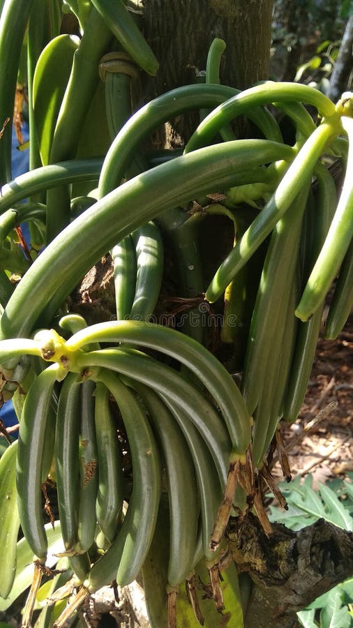 Vanilla seeds stock photo. Image of garden, seeds, spices - 200507698