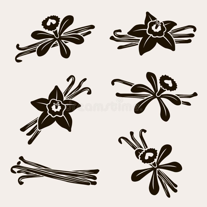Vanilla stock vector. Illustration of brown, bloom, blossom - 29443213