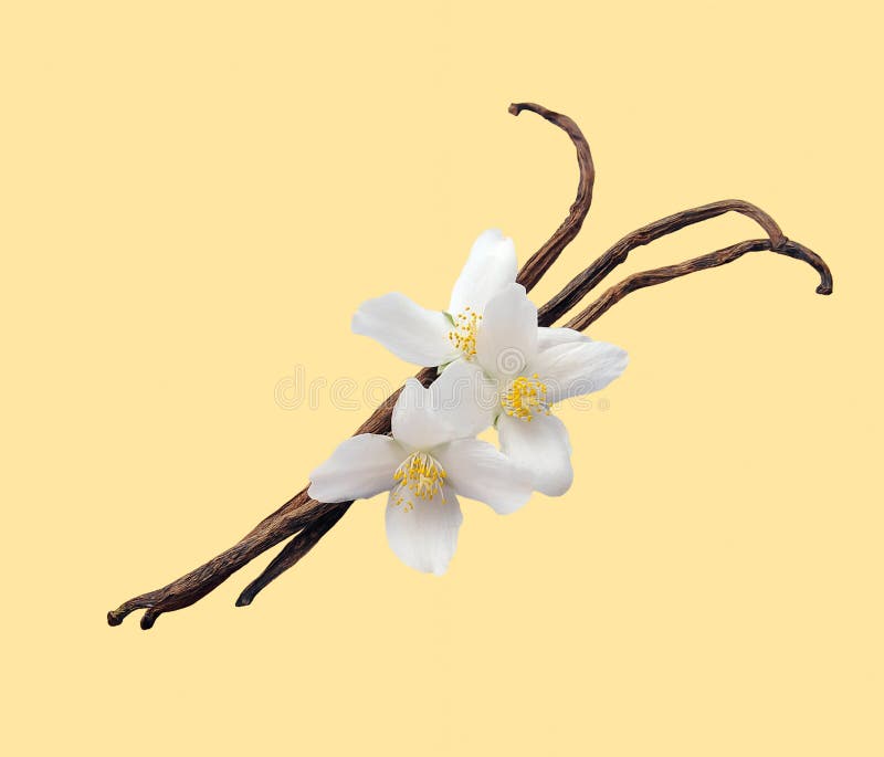Vanilla Stock Illustrations – 193,893 Vanilla Stock Illustrations ...