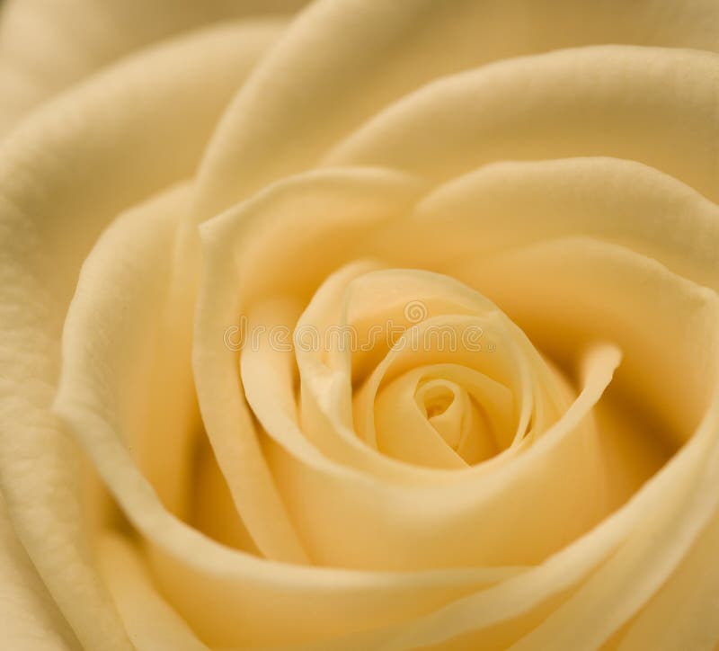 Vanilla Rose stock image. Image of delicate, light, floral - 3340195