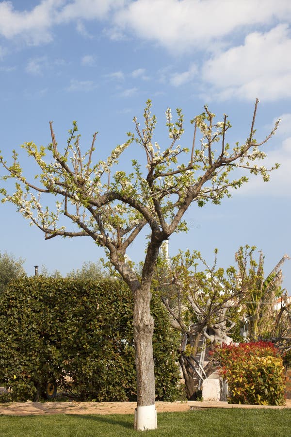 Vanilla tree stock image. Image of season, colorful, romantic - 68585557