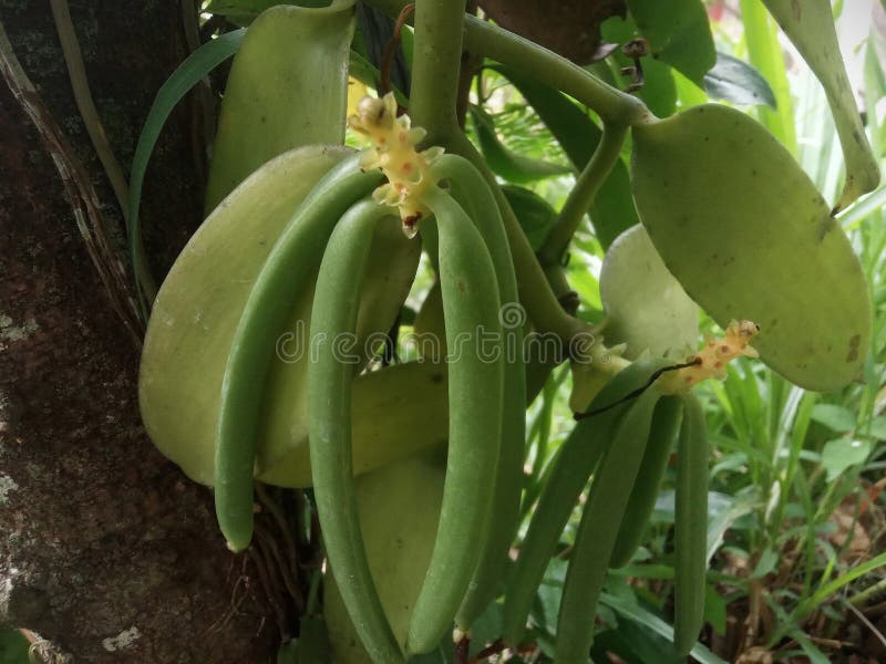 The Vanilla Tree in the Garden Bears Fruit Stock Image - Image of food ...
