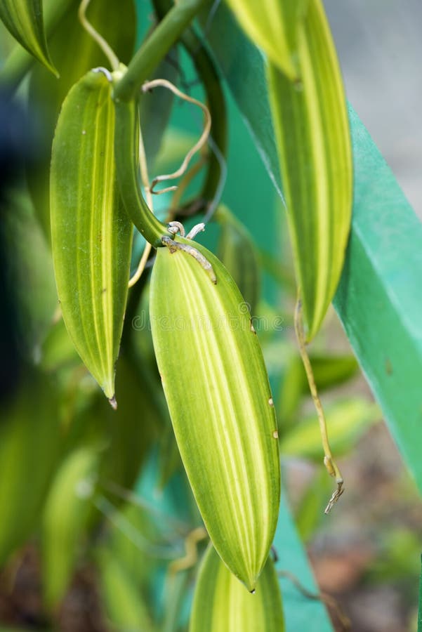 Vanilla tree. stock photo. Image of green, family, ingredient - 61962026